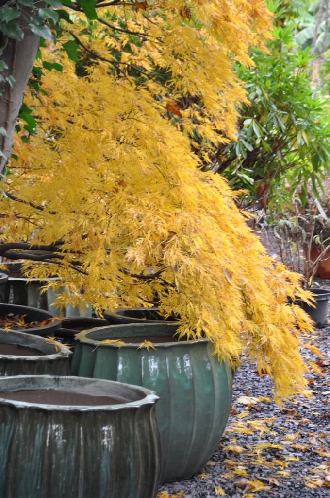Famille de coeur. Arbre vénéré en ce lieu.
