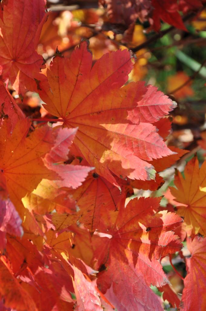 Famille de coeur. Arbre vénéré en ce lieu.