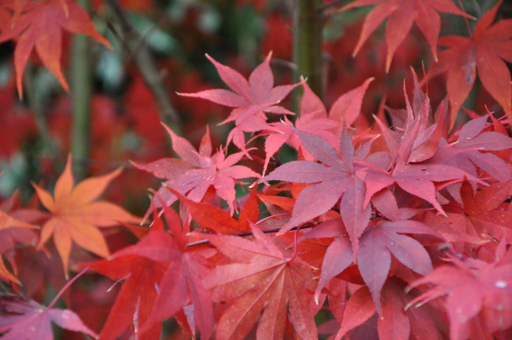Famille de coeur. Arbre vénéré en ce lieu.